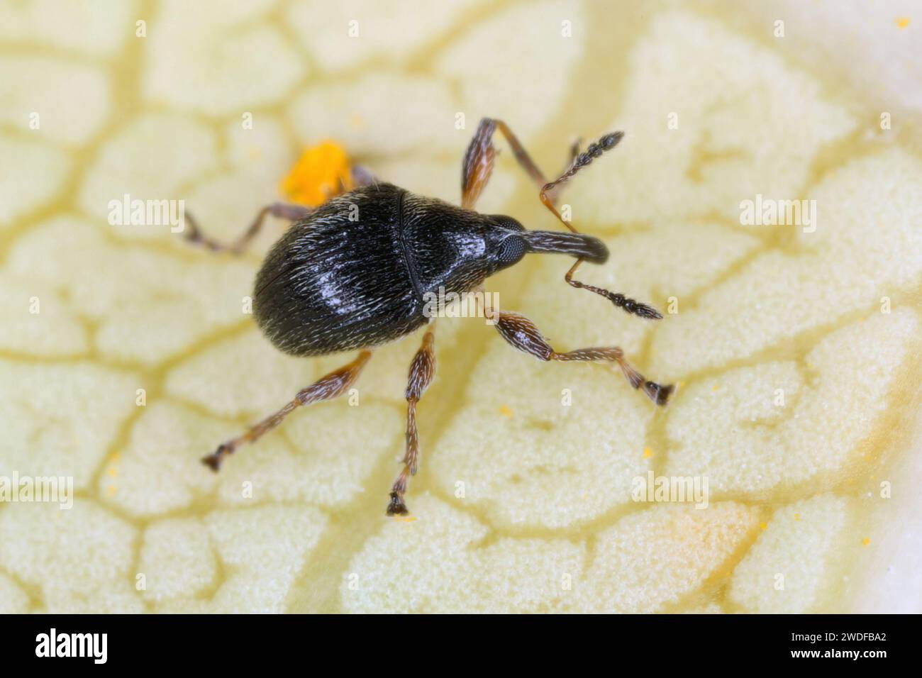 A small beetle of the family weevils (Curculionidae) observed on the ...