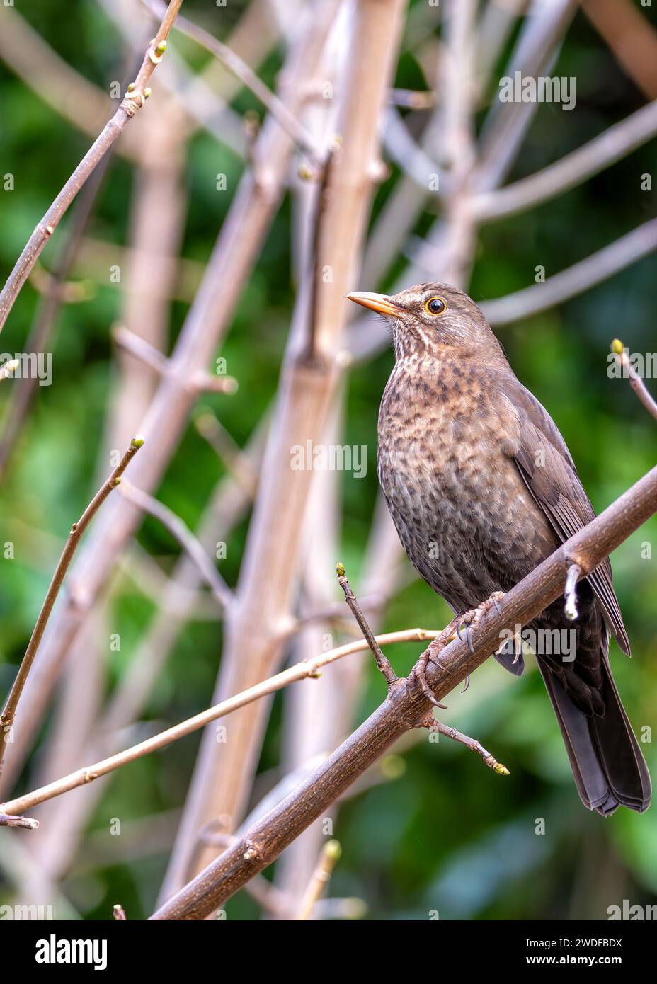 In Dublin's Father Collins Park, a graceful female Blackbird (Turdus ...