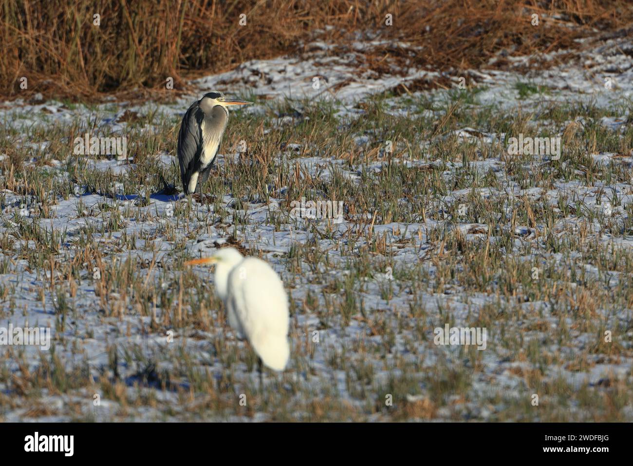 White herons in field hi-res stock photography and images - Alamy