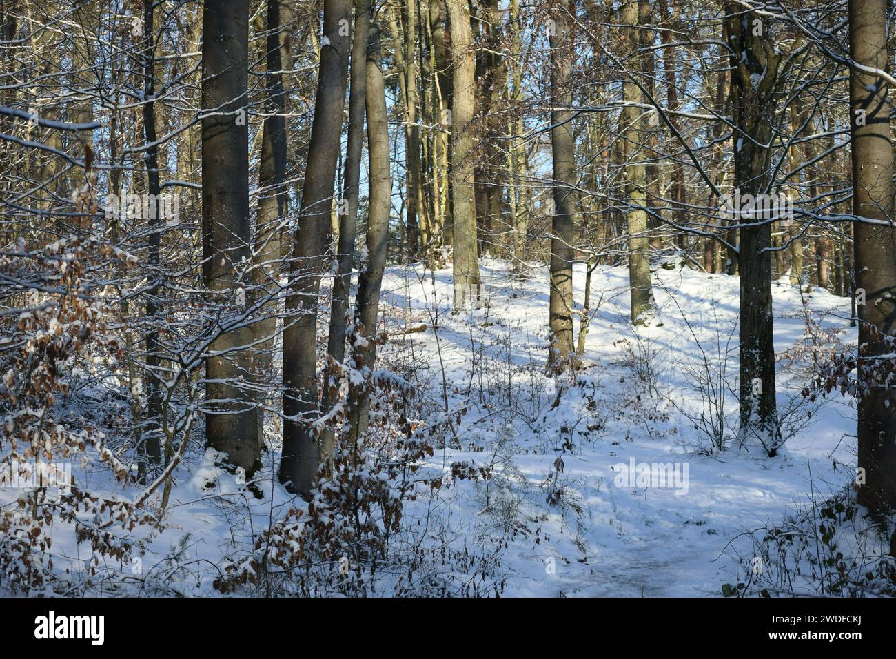 gentle partial Light incidence on the Top of a Mountain forest Stock ...