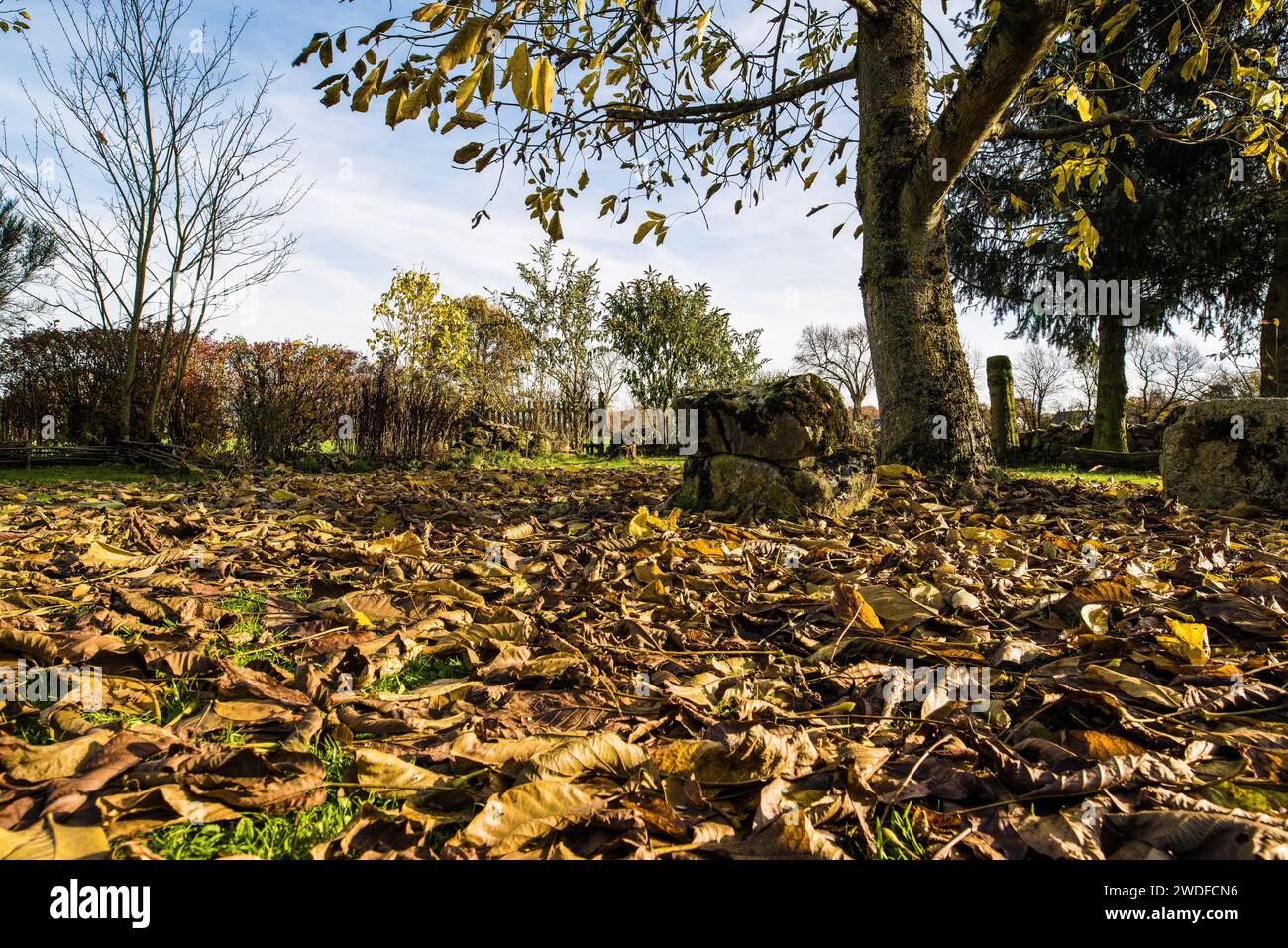 Autumn leaves (fall foliage) covering the ground of a backyard Stock ...