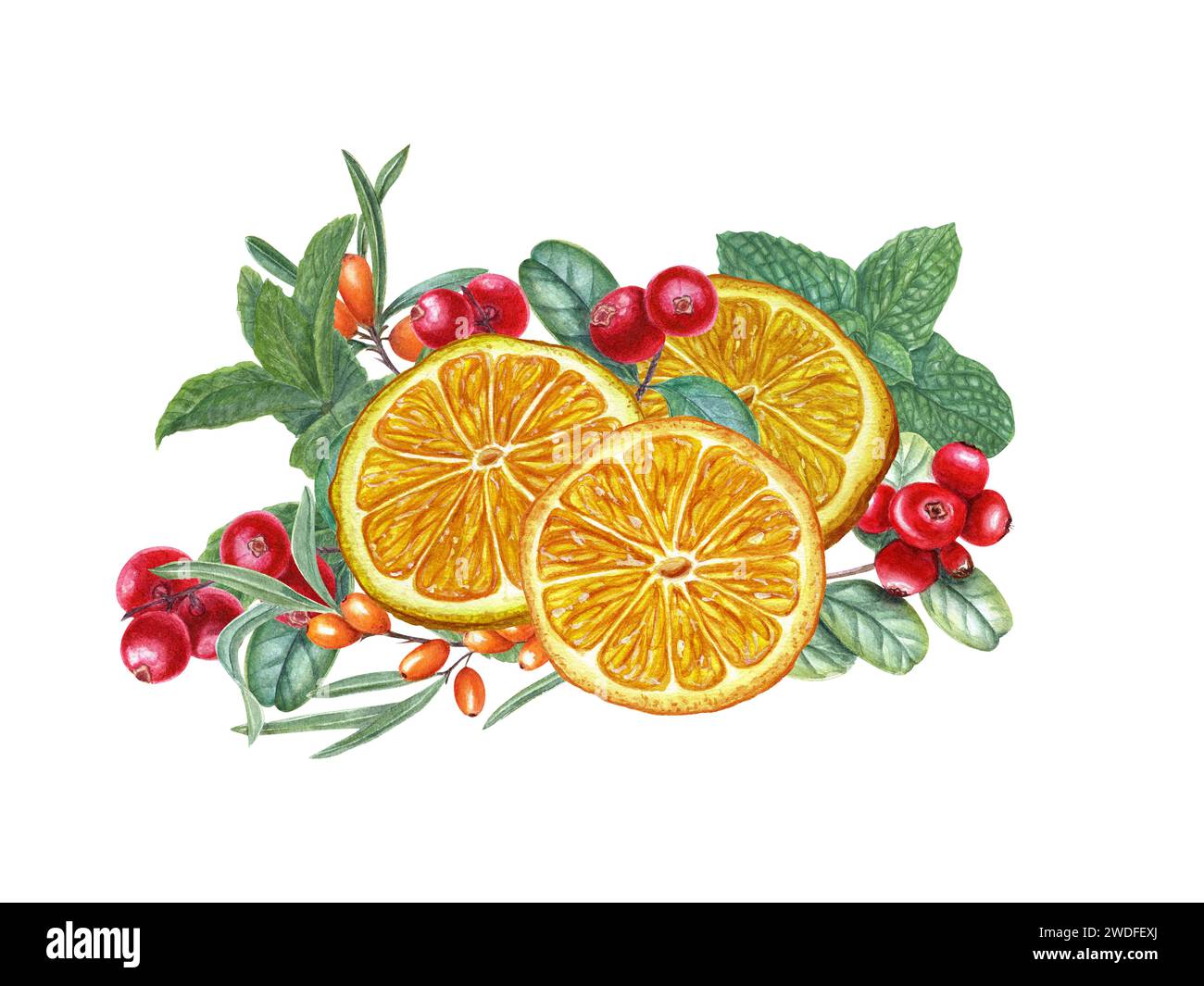 Forest, garden red and orange berries, citrus slices and mint leaves ...