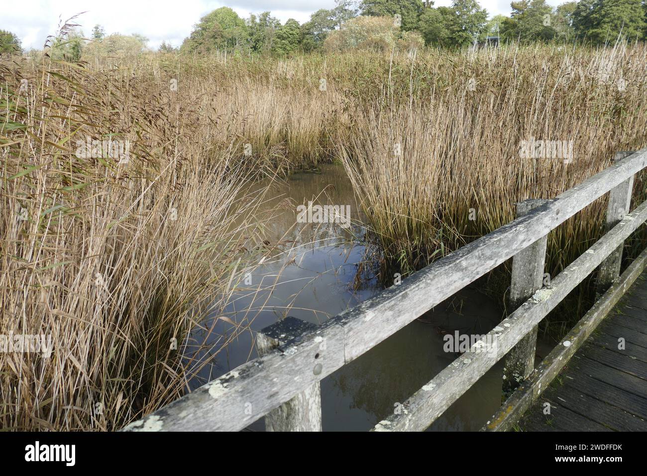 Reed beds at Fishbourne on Chichester Harbour, Sussex Stock Photo - Alamy