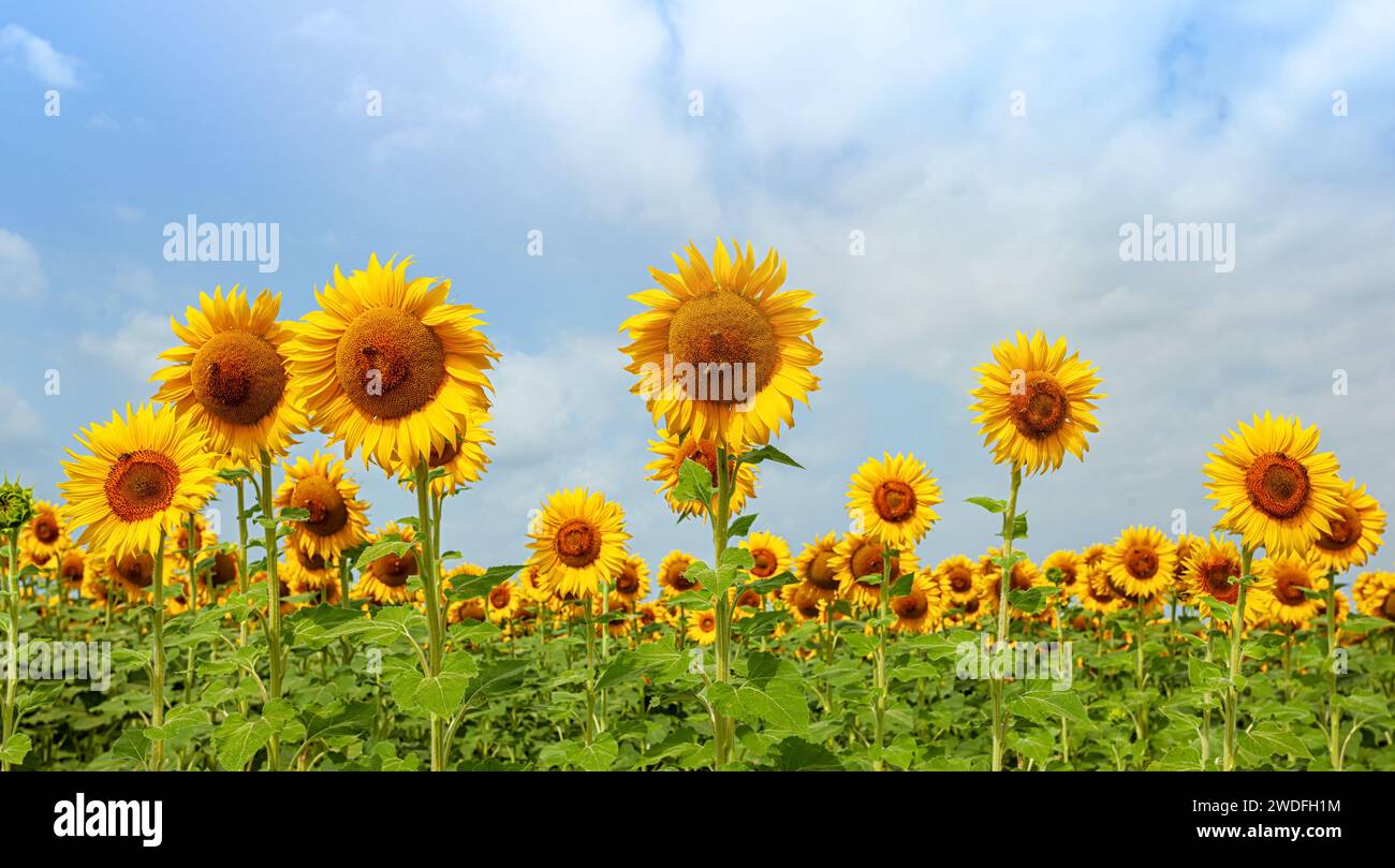 Field of sunflowers in full spring bloom with bee pollination Stock ...