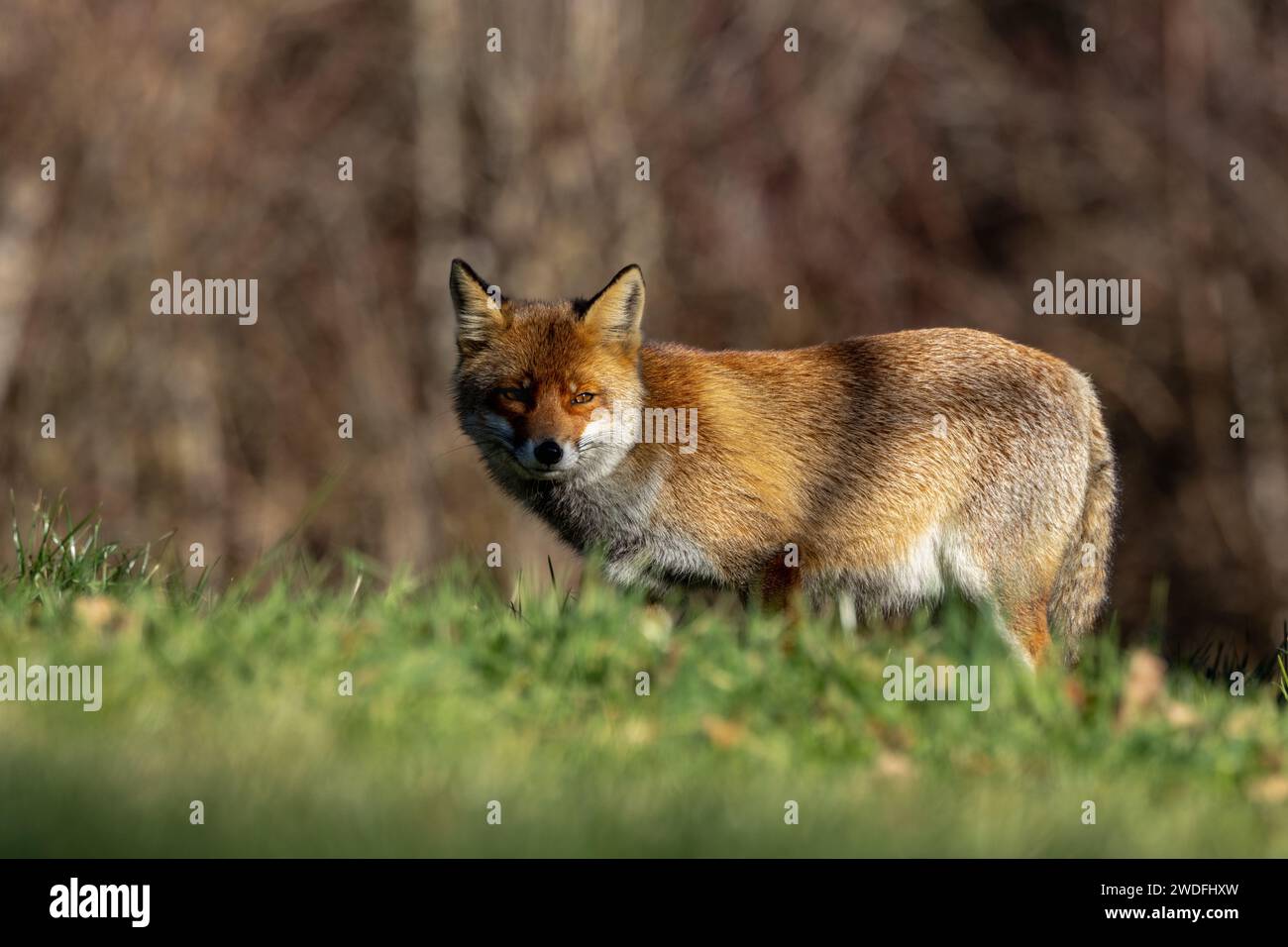 Red fox animal in forest hi-res stock photography and images - Alamy