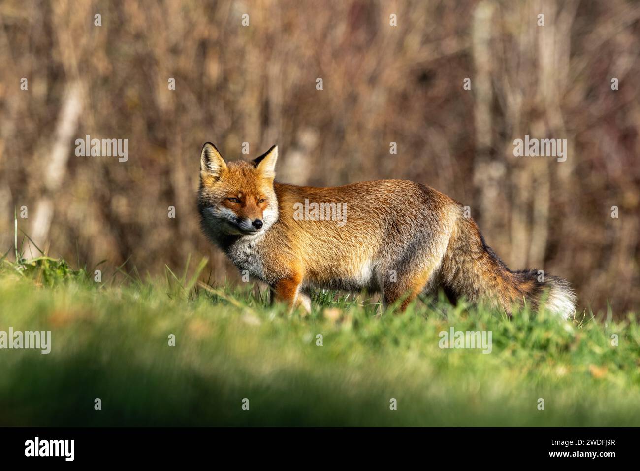 Red fox animal in forest hi-res stock photography and images - Alamy