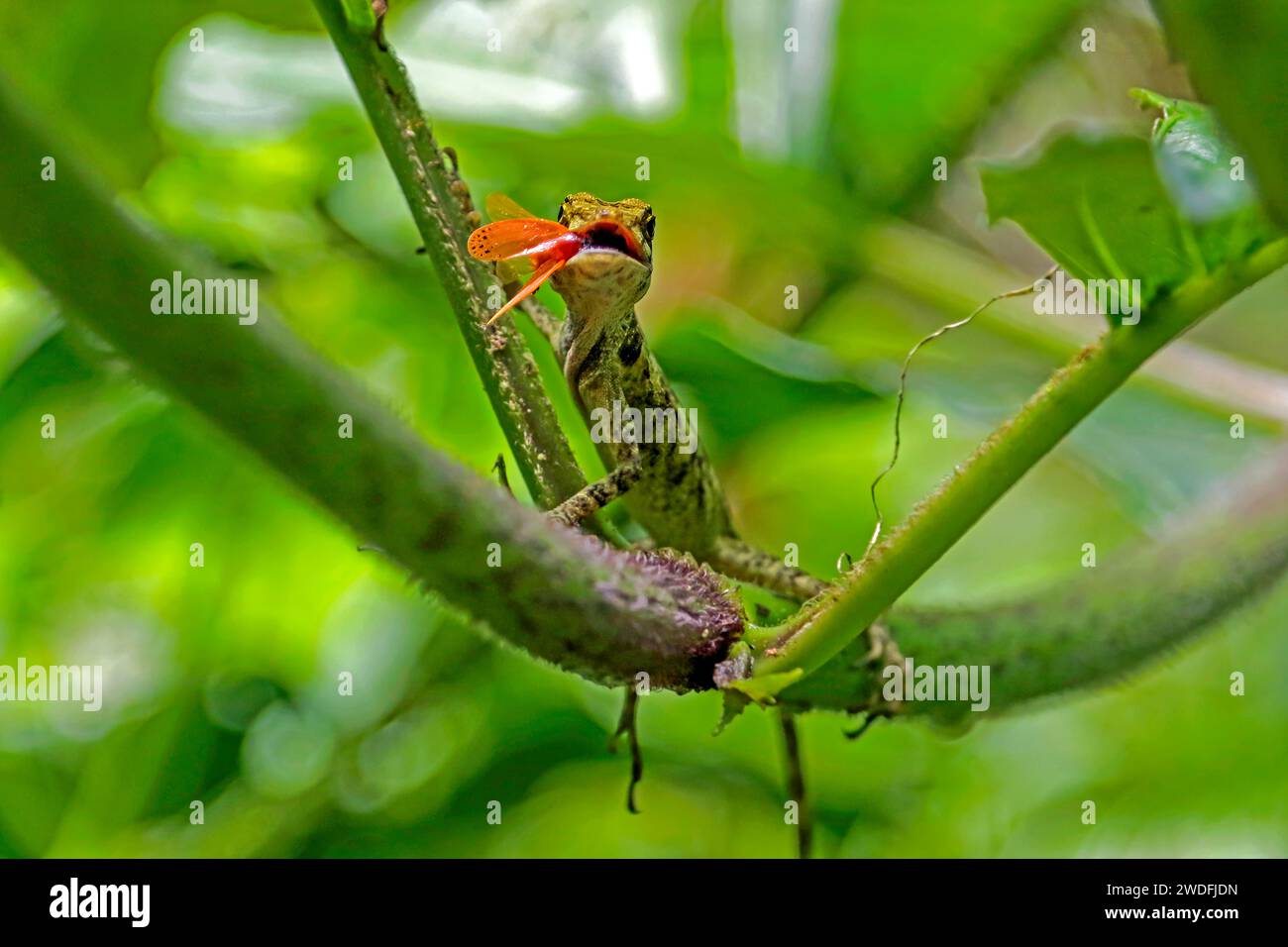 A close up of a small lizard feeding on a recently captured insect in ...