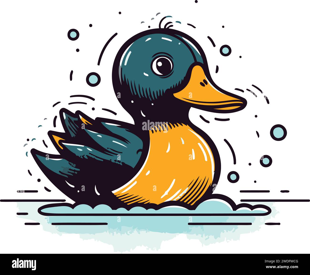 Mallard duck bird swimming Stock Vector Images - Alamy