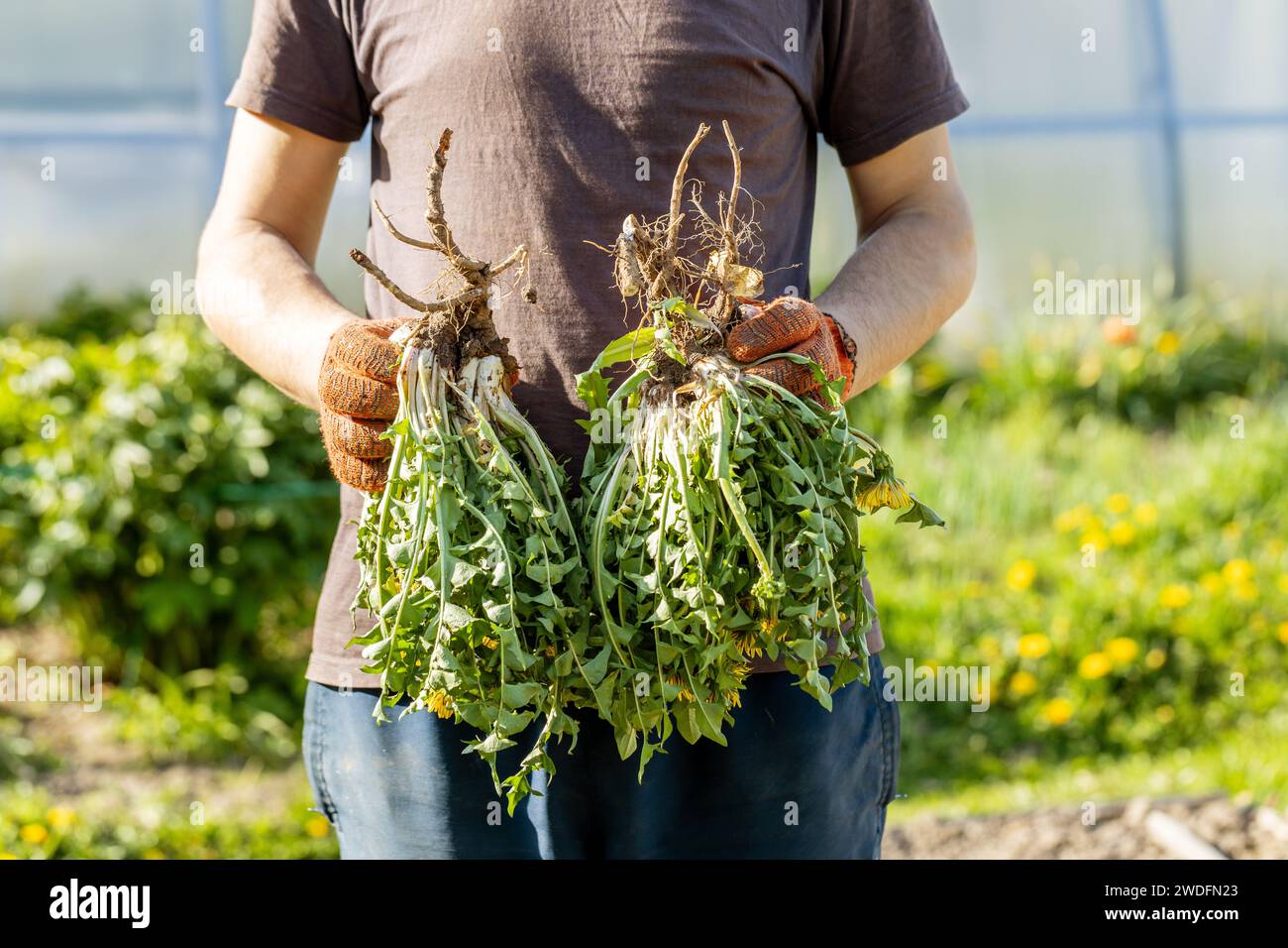 Gardeners hand holding a weed bunch, dandelion plant with large roots ...