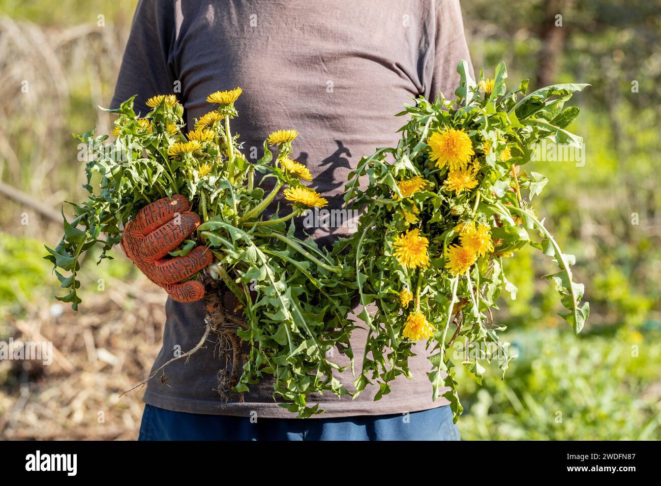 Gardeners hand holding a weed bunch, dandelion plant with large roots ...