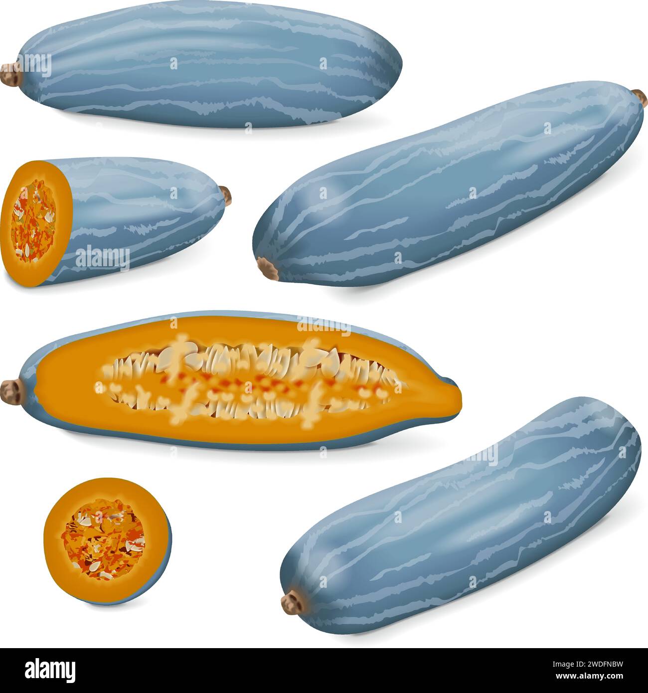 Set of Guatemalan Blue Banana squash. Winter squash. Cucurbita maxima ...