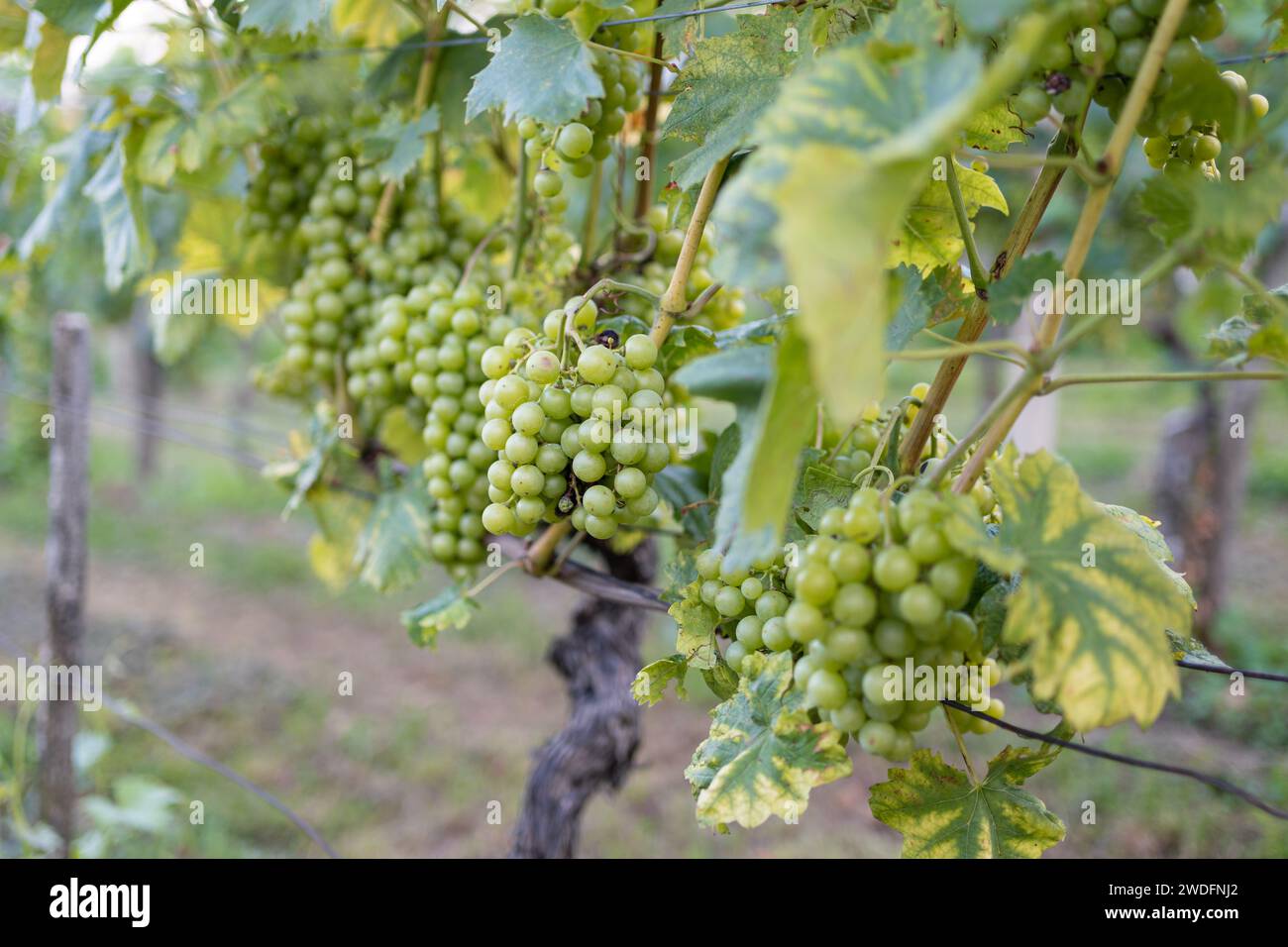 White grapes blurred vineyard hi-res stock photography and images - Alamy