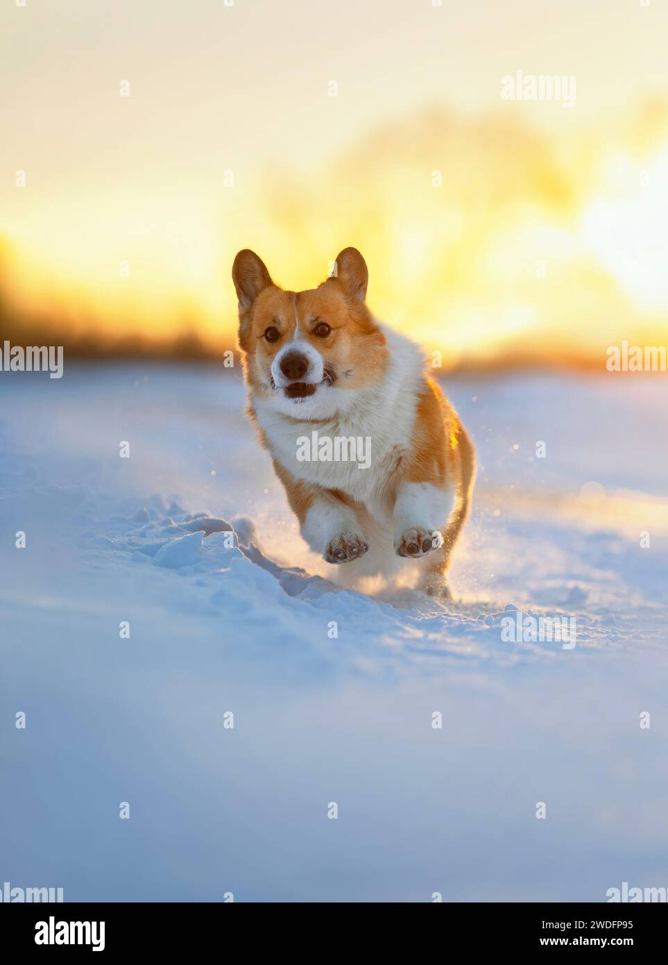cute corgi dog puppy runs merrily through the snow in a winter sunlight ...