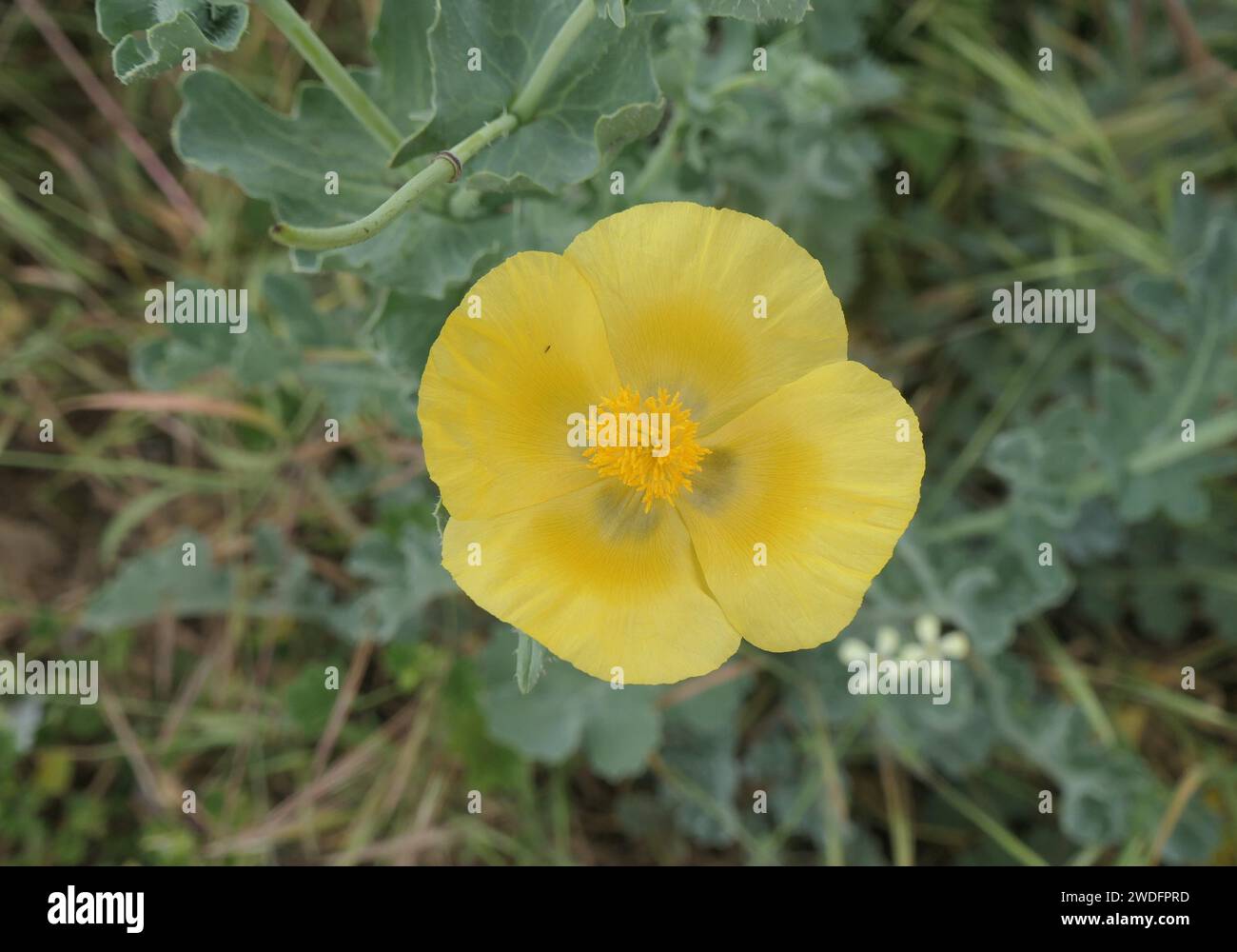 Yellow glaucium flower blooming in the garden Stock Photo - Alamy