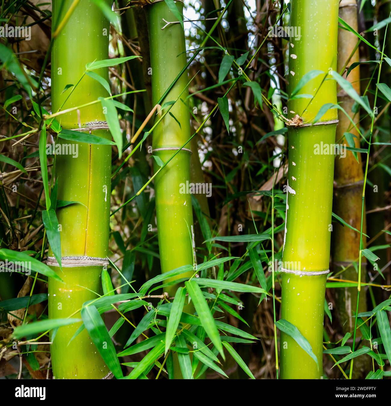 Bamboo trunks in the Villajoyosa field Stock Photo - Alamy