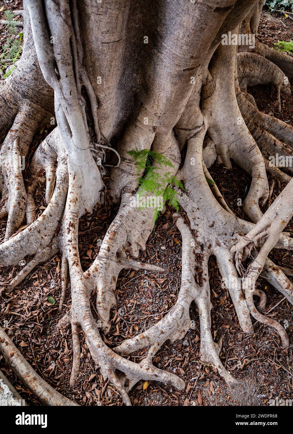 Ficus benjamina tree roots hi-res stock photography and images - Alamy