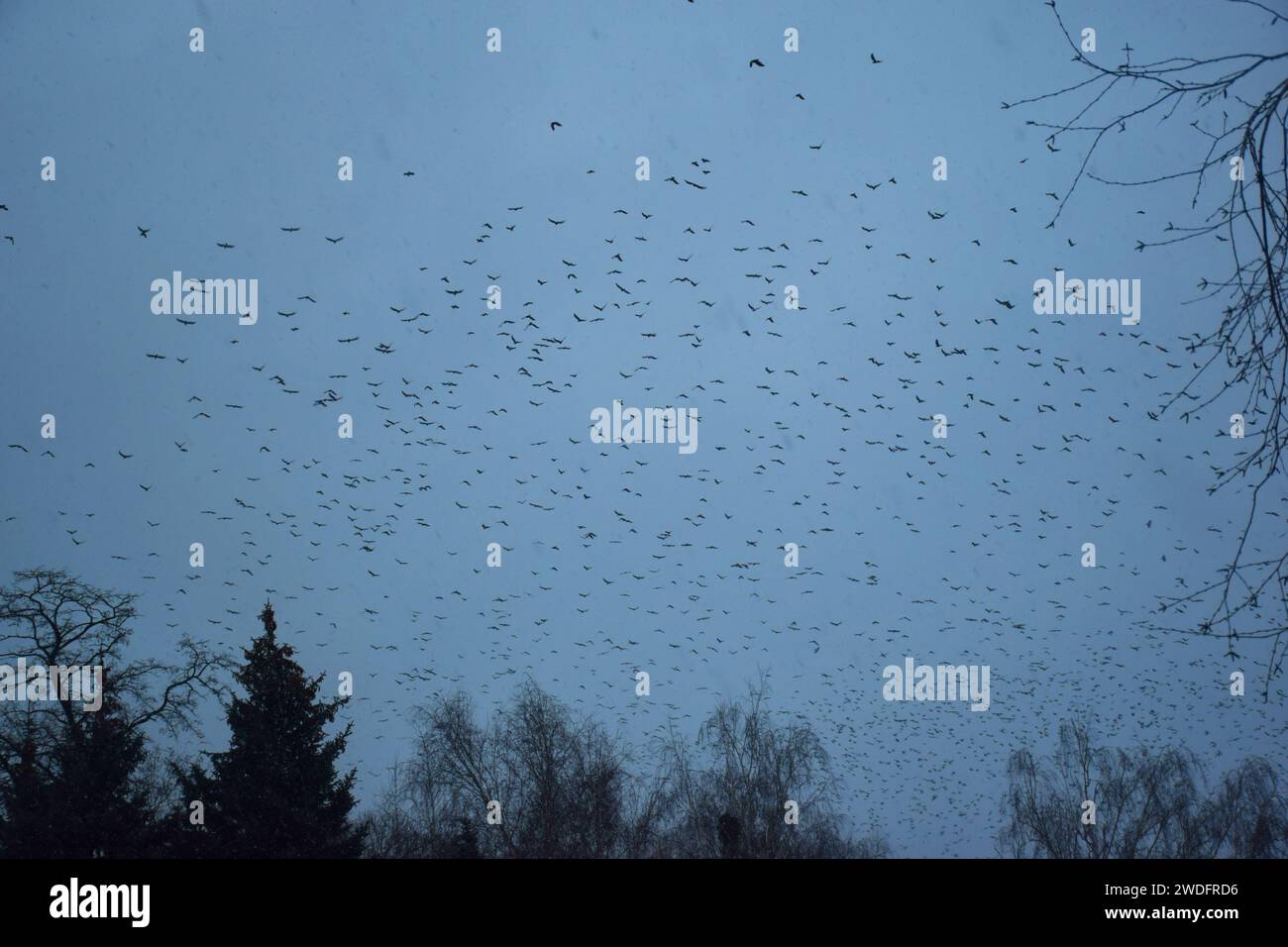 Beautiful large flock of starlings. A flock of starlings birds fly in ...