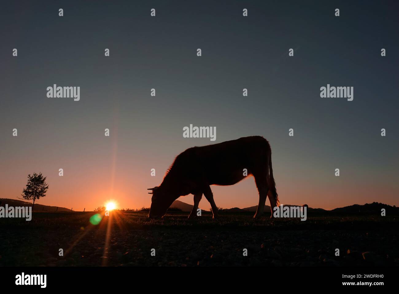 cow silhouette grazing in the meadow and sunset background Stock Photo ...