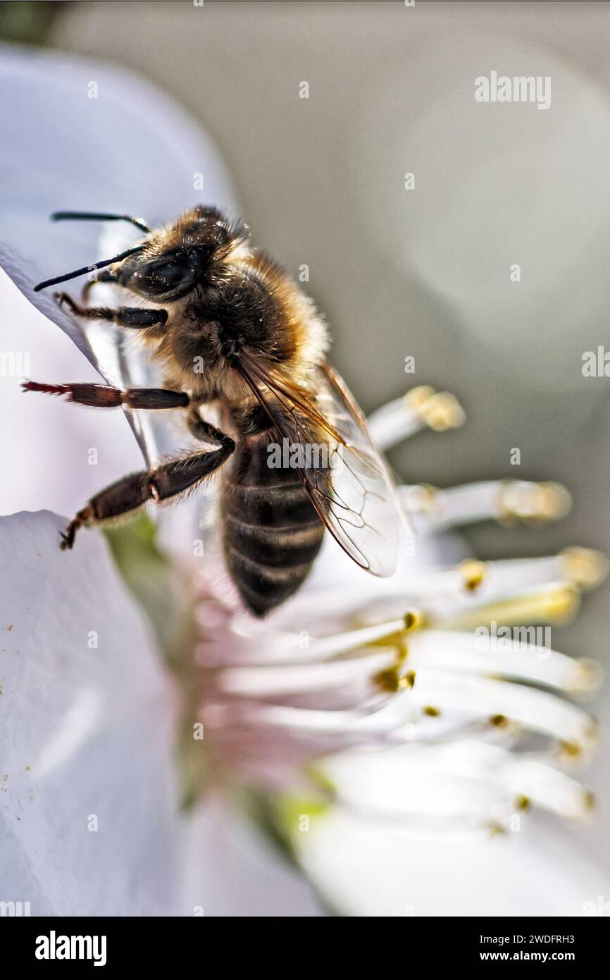 Extracting almond hi-res stock photography and images - Alamy