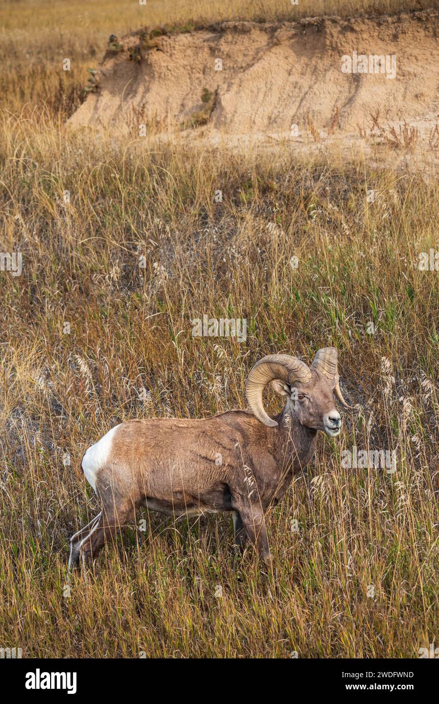 Bighorn sheep in the Badlands National Park, South Dakota, USA Stock ...