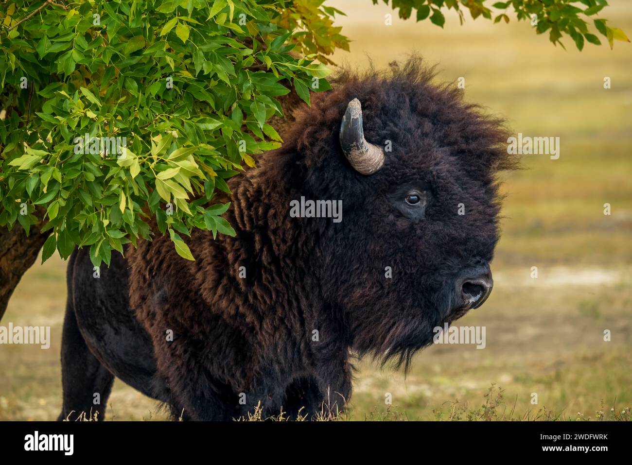 American buffalo in the Badlands National Park, South Dakota, USA Stock ...