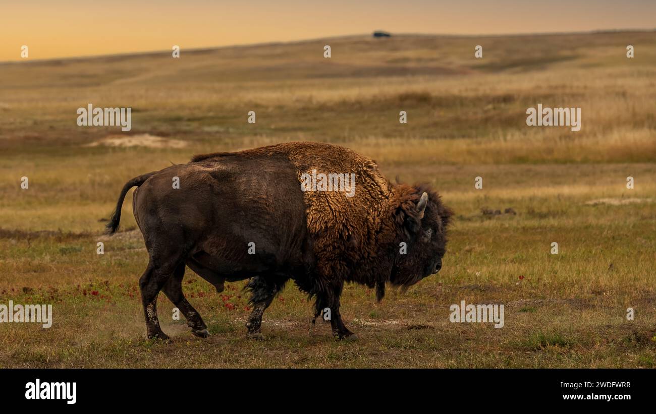 American buffalo in the Badlands National Park, South Dakota, USA Stock ...