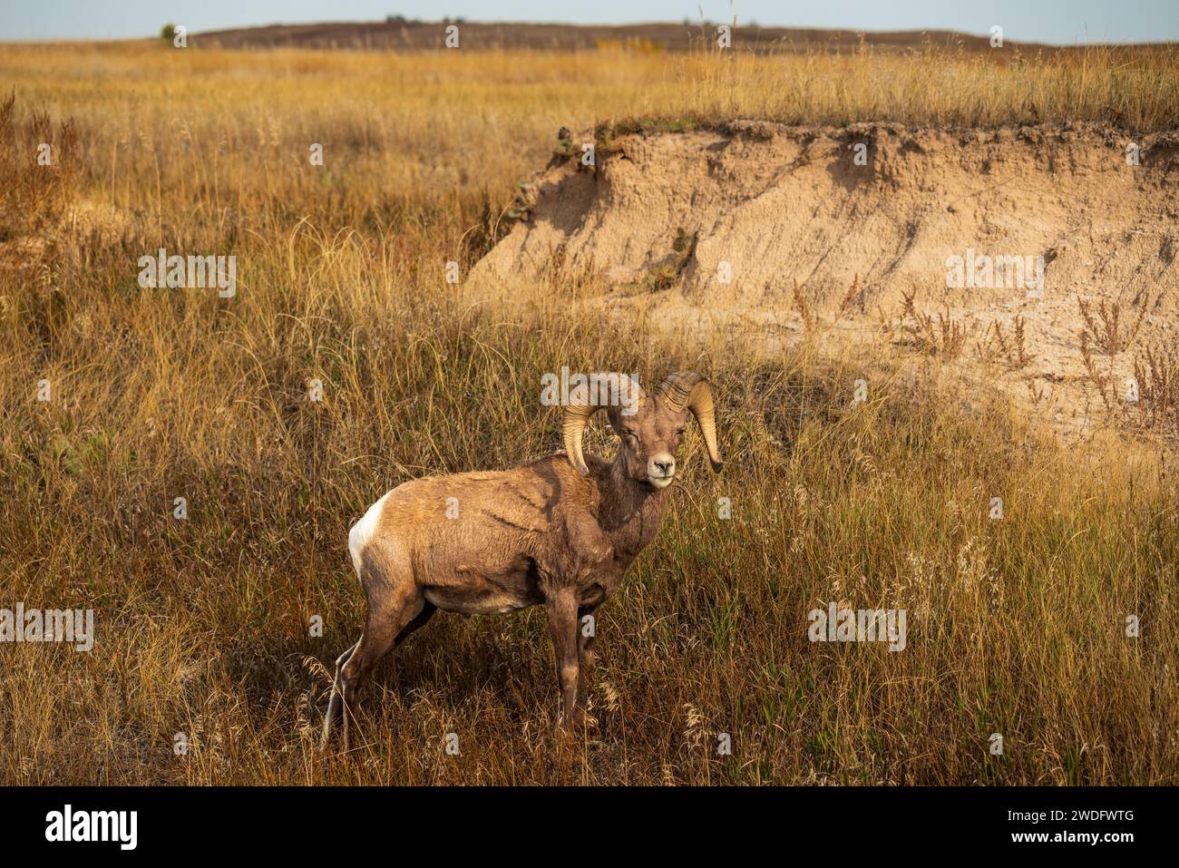 Bighorn sheep in the Badlands National Park, South Dakota, USA Stock ...