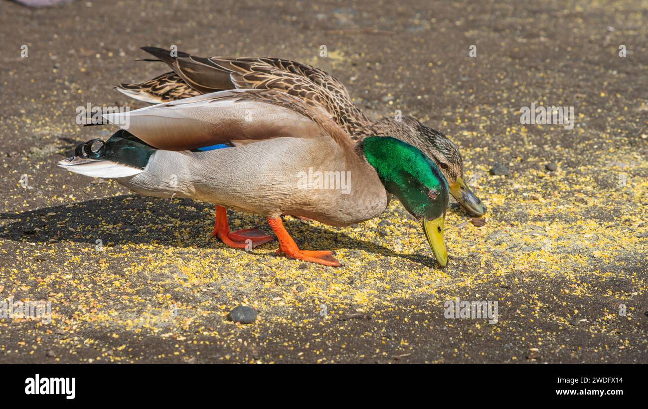 Mallard ducks feeding at the Esquimalt Lagoon, Vancouver Island ...
