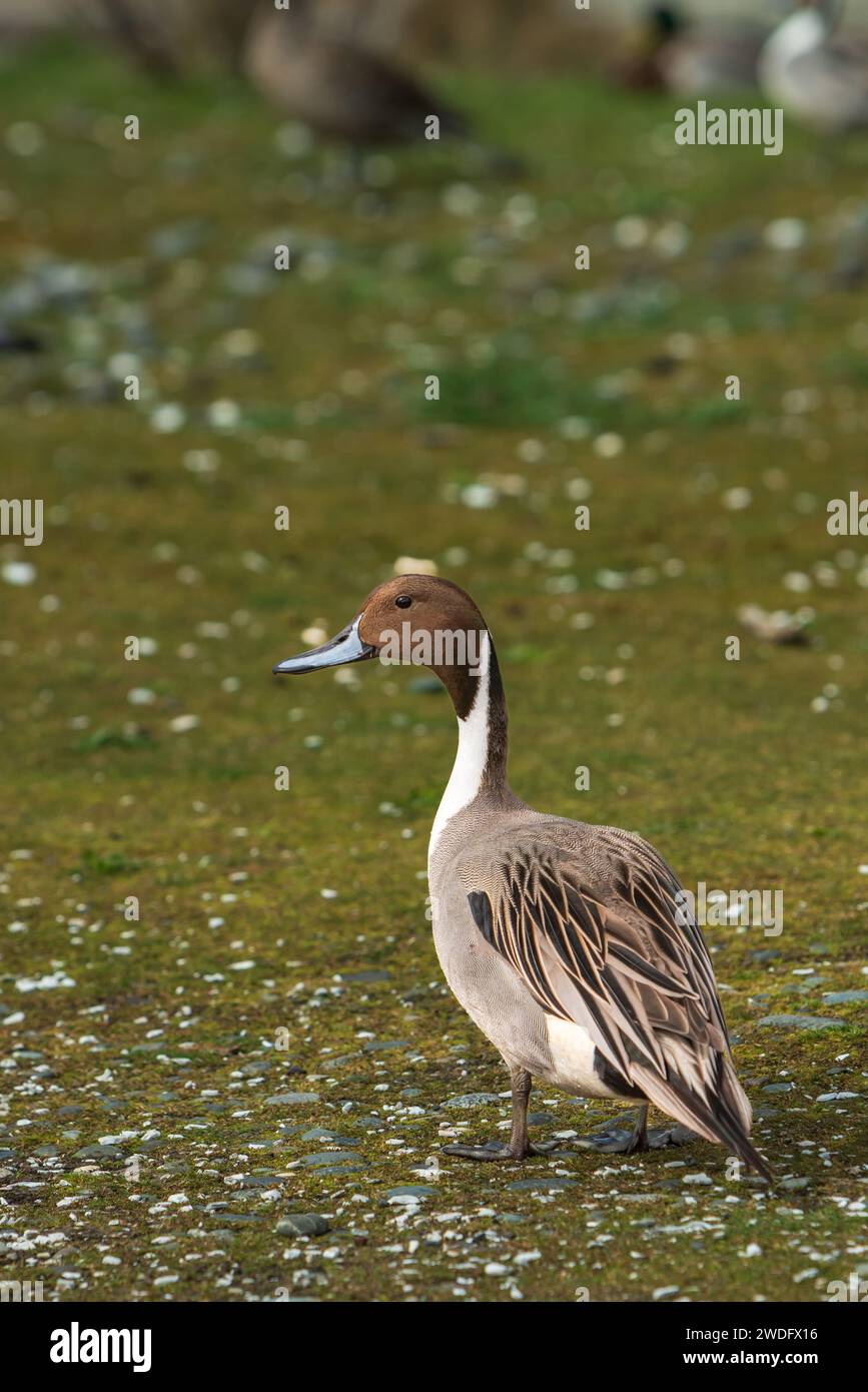 The Urasian wigeon duck at the Esquimalt Lagoon, Victoria, Vancouver ...