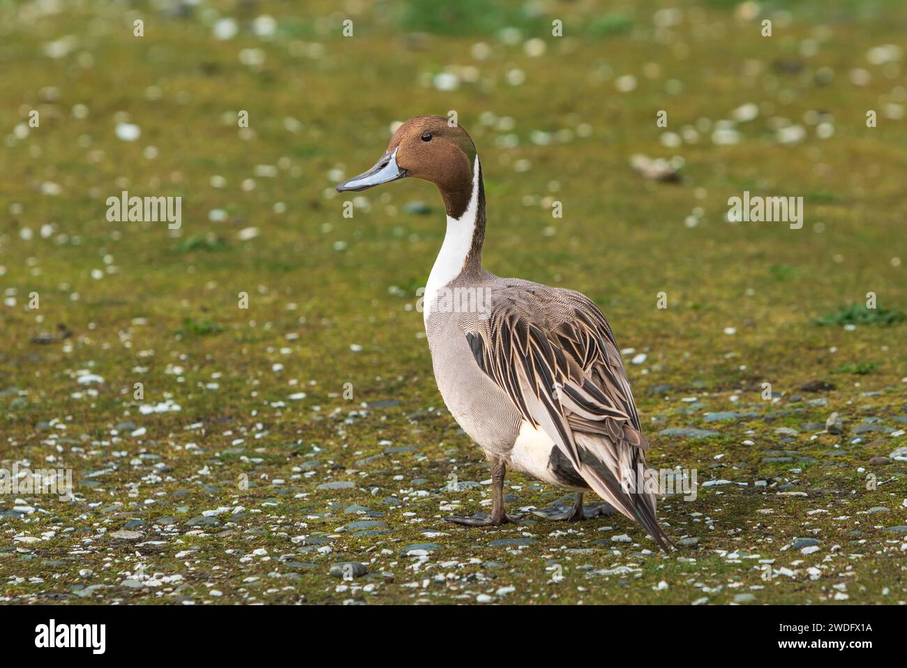 Wigeon duck hi-res stock photography and images - Alamy
