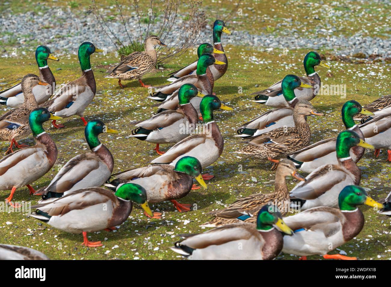 Mallard ducks feeding at the Esquimalt Lagoon, Vancouver Island ...
