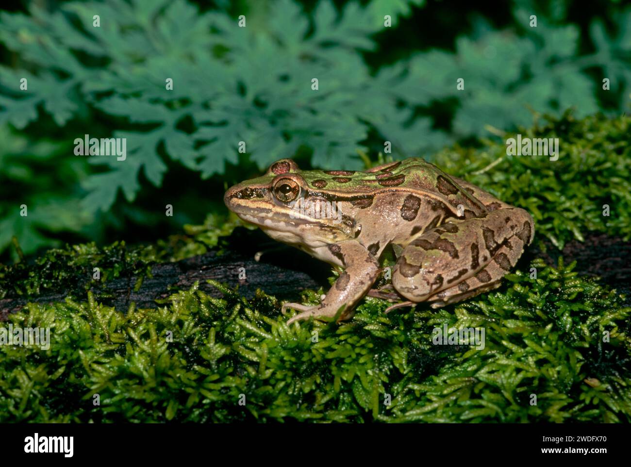 Female Southern leopard frog, Rana sphenocephala, sitting on moist ...