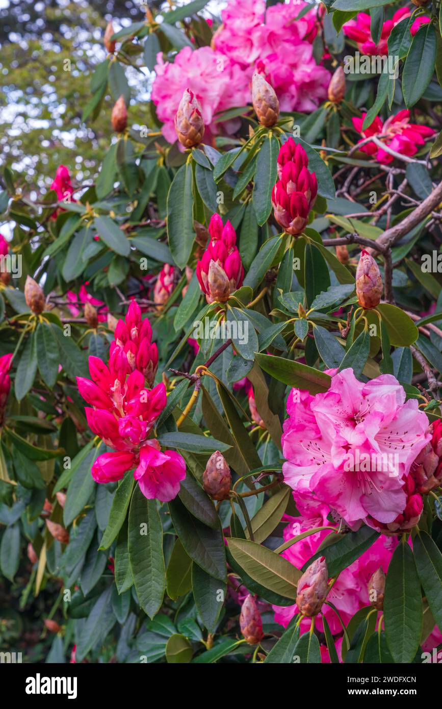 Rhododendraon hi-res stock photography and images - Alamy