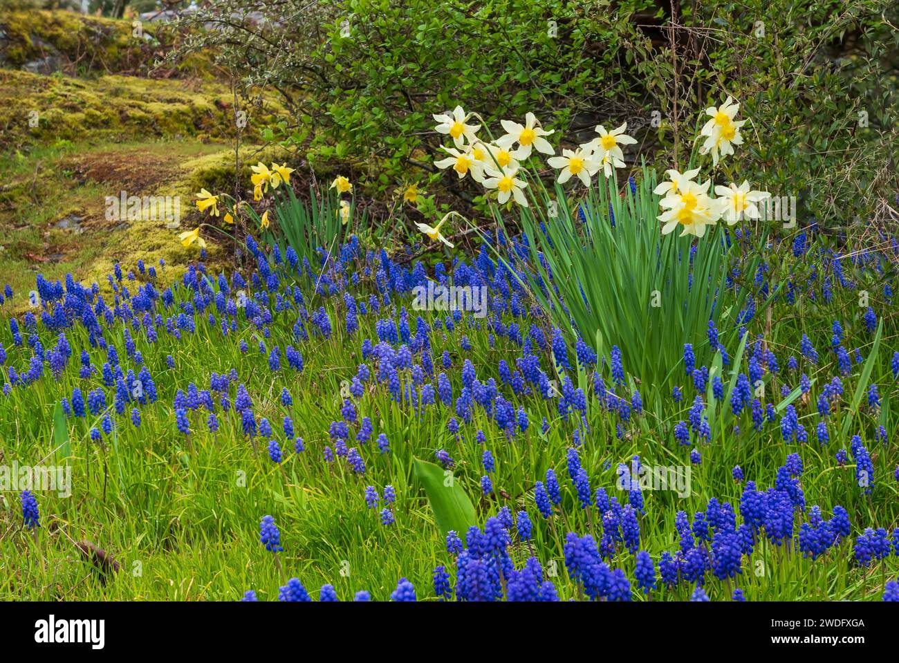 Spring flowers in the gardens of Victoria, Vancouver Island, British ...