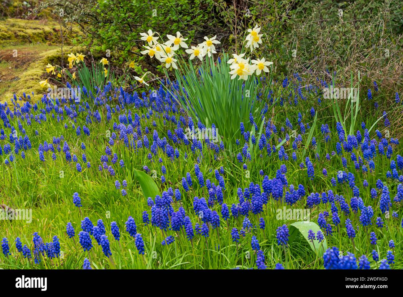 Spring flowers in the gardens of Victoria, Vancouver Island, British ...