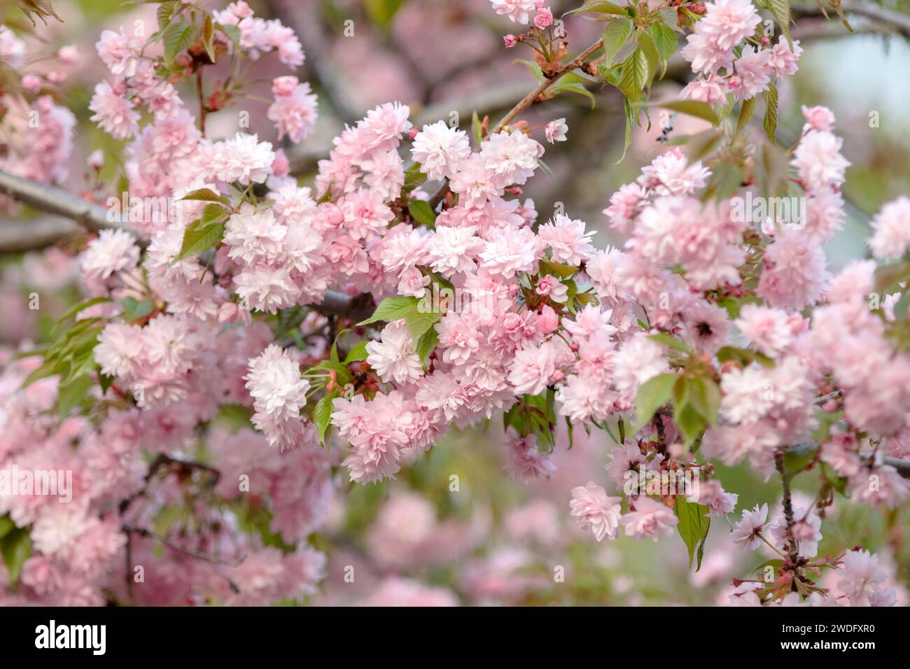 sakura flowers on a spring day Stock Photo - Alamy