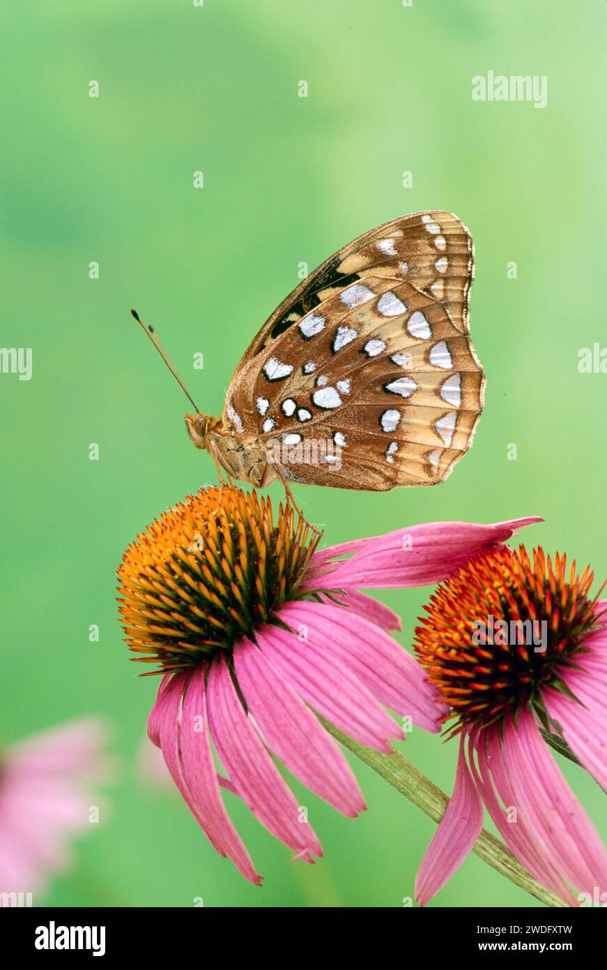 Close up of coneflower flowers or echinacea in the garden hi-res stock ...