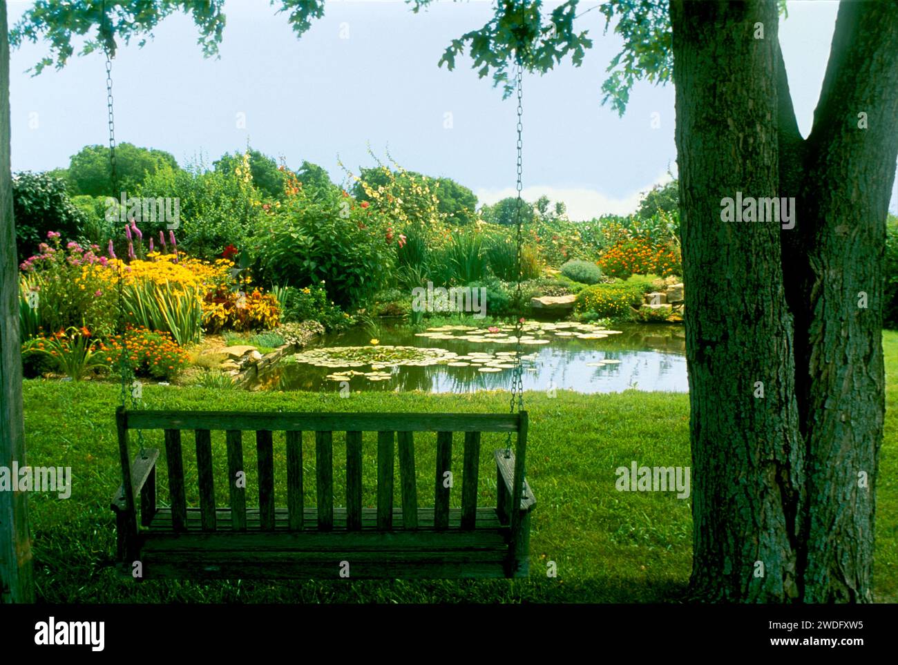 A country garden overlooking fish pool with a swing hanging on tree ...
