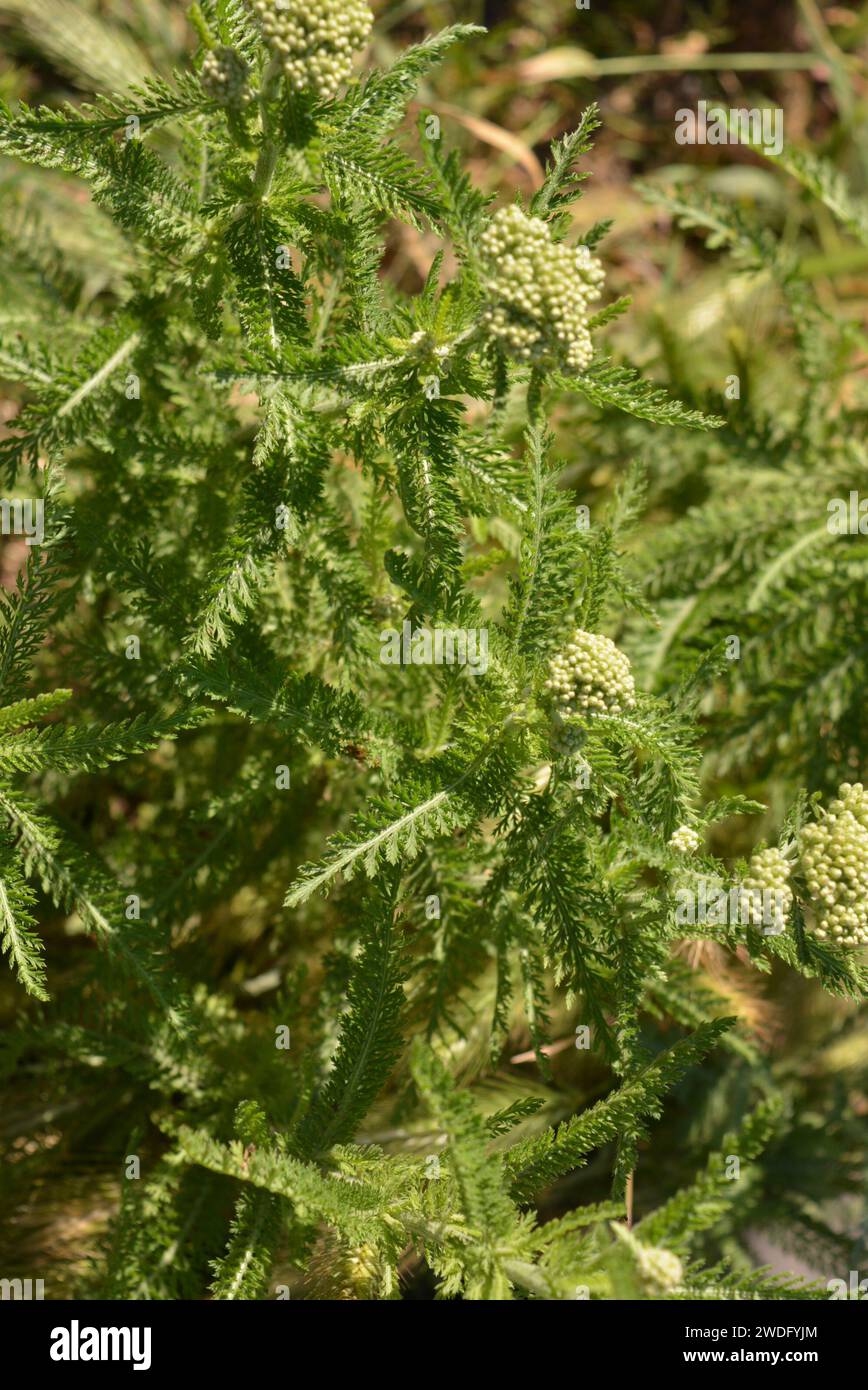 Straw tree ferns hi-res stock photography and images - Alamy