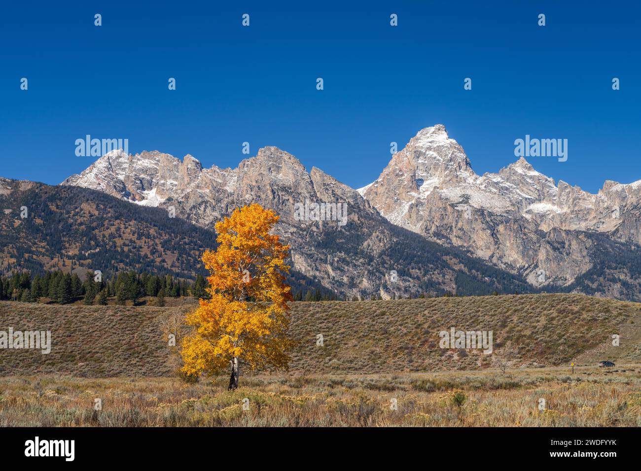 The Grand Tetons mountain peaks with fall foliage color in the Grand ...