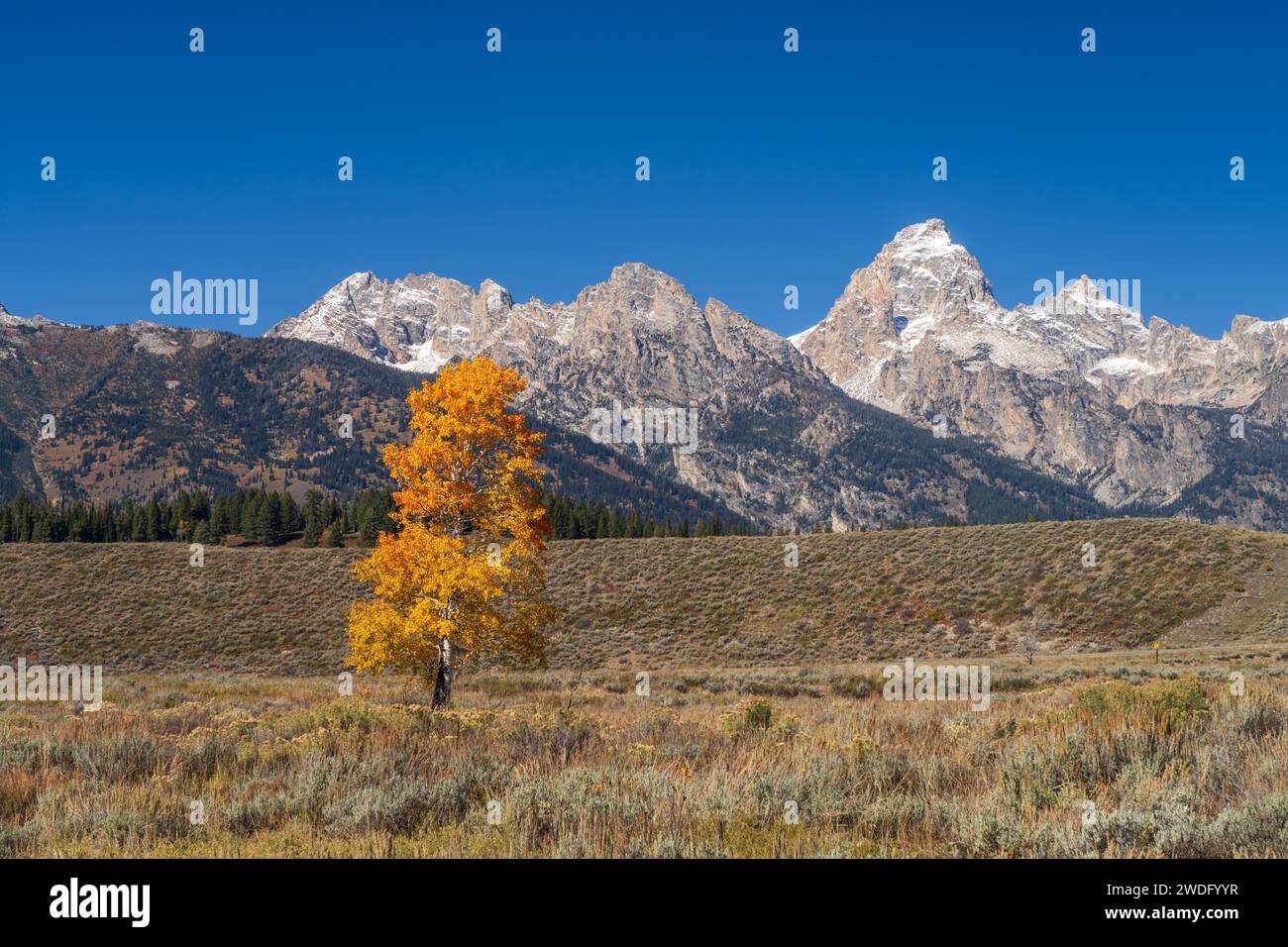 The Grand Tetons mountain peaks with fall foliage color in the Grand ...