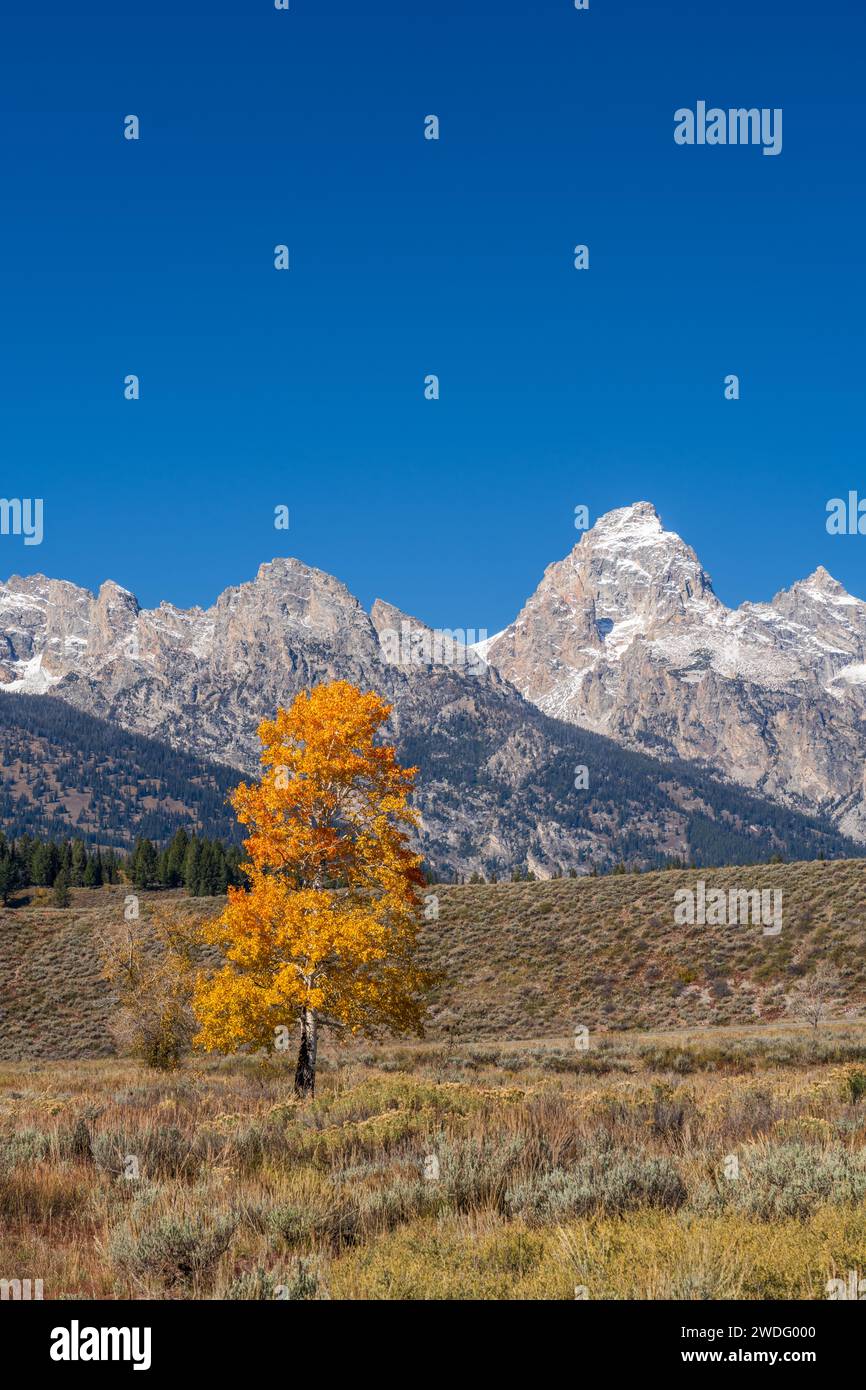 The Grand Tetons mountain peaks with fall foliage color in the Grand ...