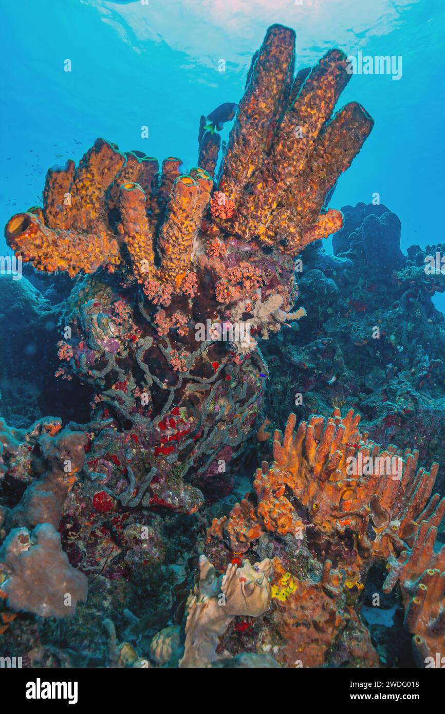 Caribbean coral reef, garden scene with stove pipe sponge Stock Photo ...
