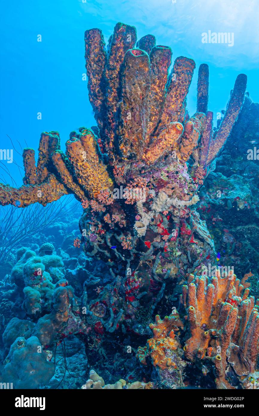 Caribbean coral reef, garden scene with stove pipe sponge Stock Photo ...