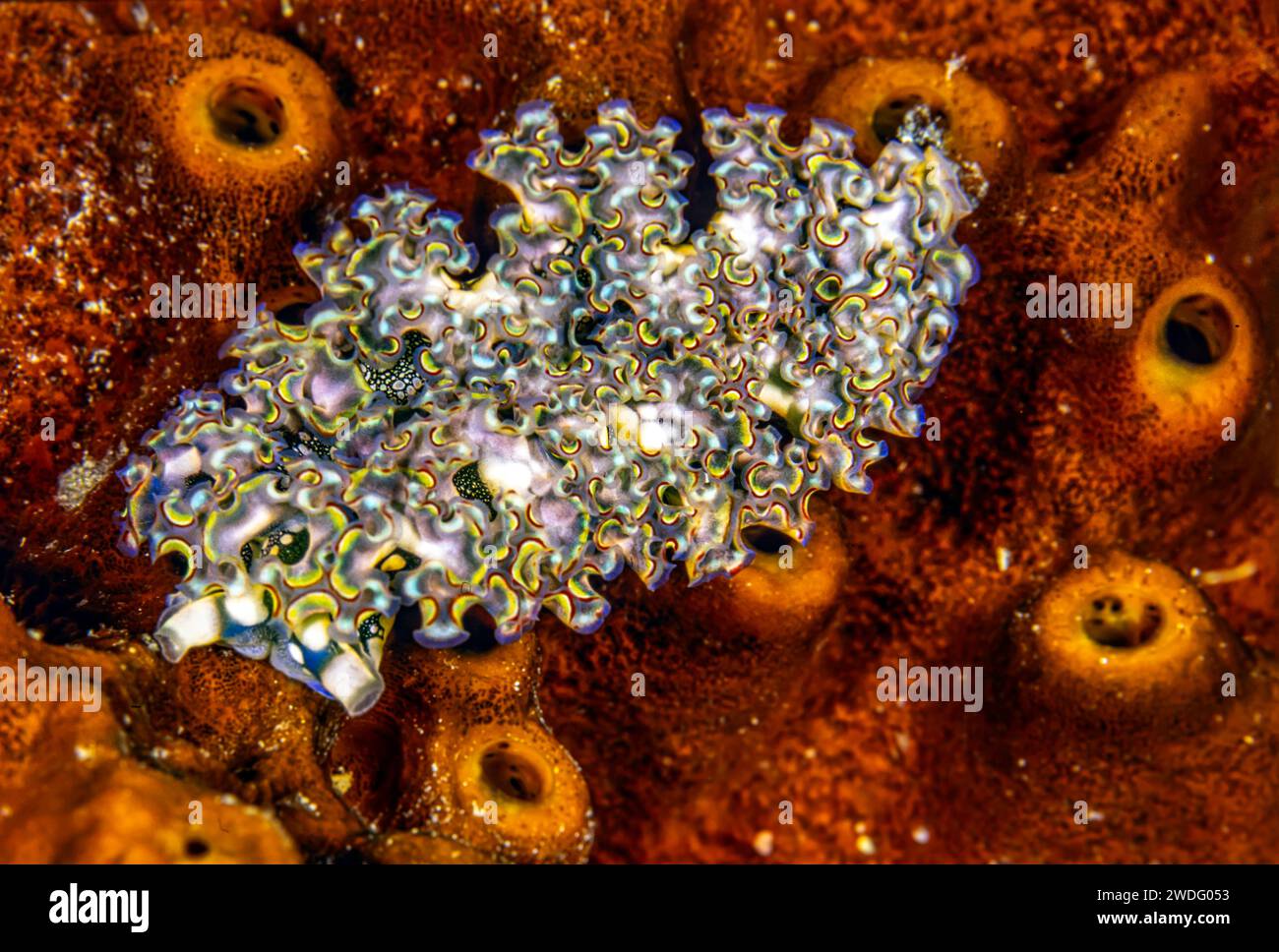 Elysia crispata, common name the lettuce sea slug or lettuce slug, is a ...