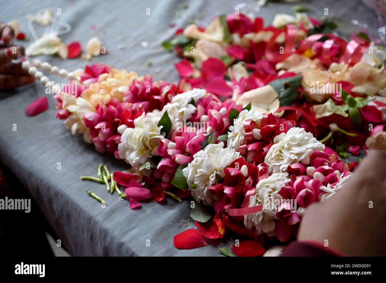 New Delhi, India. 20th Jan, 2024. NOIDA, INDIA - JANUARY 20: Flower ...