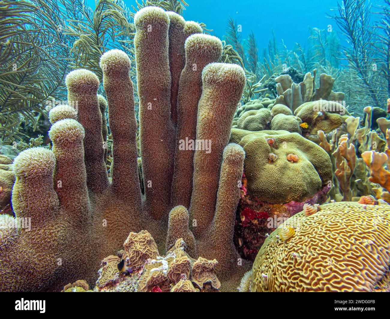 Caribbean coral reef with pillar coral off coast of the island of ...