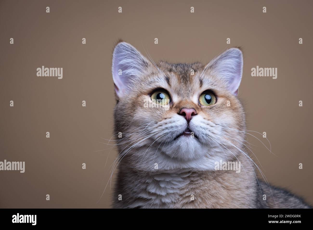Black golden shaded british shorthair cat on a beige background Stock Photo - Alamy