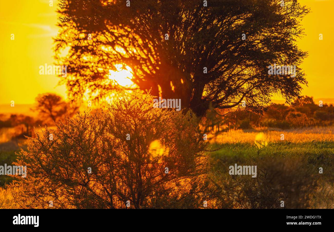 acacia tree silhouette at sunset, orange light, savannah view Stock Photo - Alamy