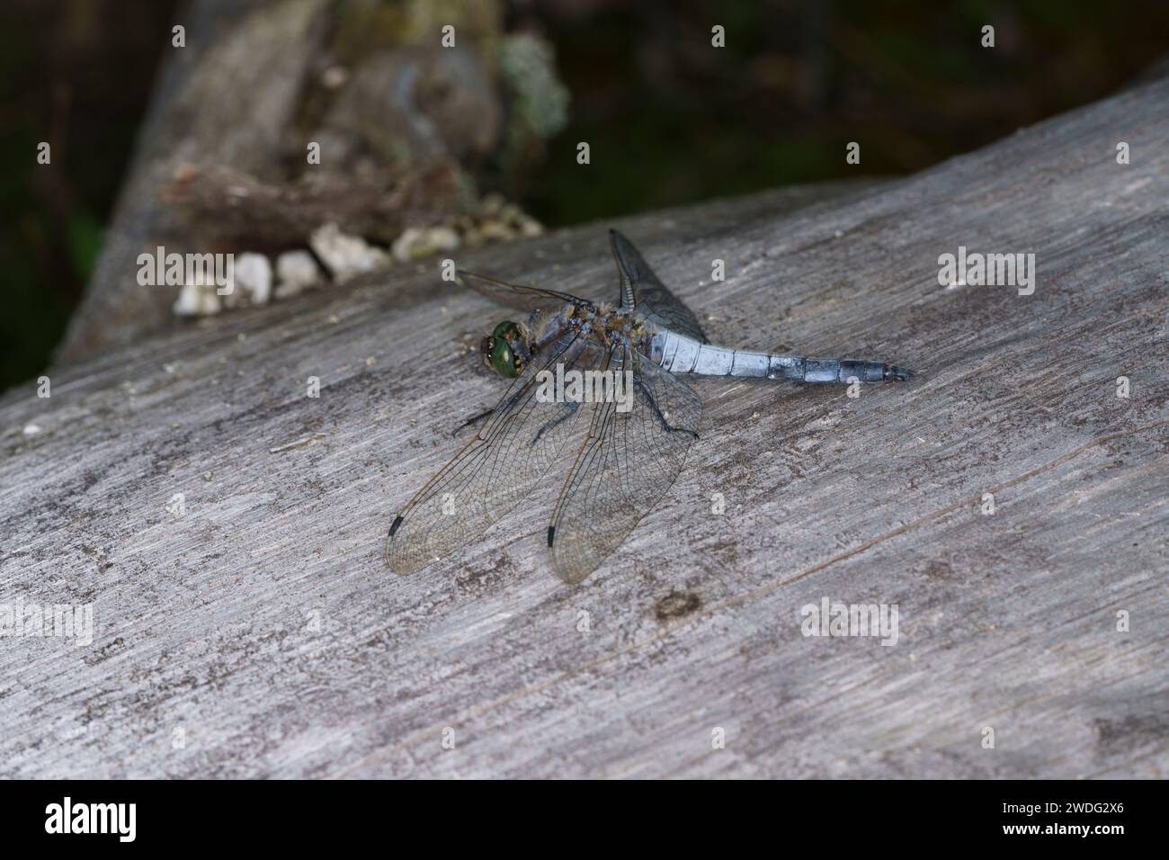 Libellula cancellata Genus Libellula Family Libellulidae Black-tiled ...